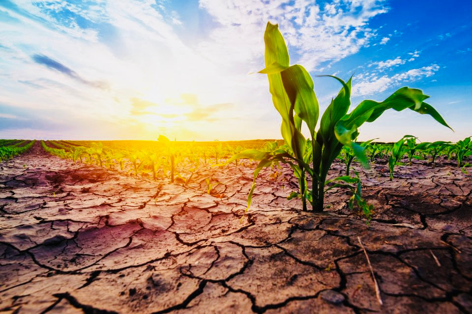 Resources in Dry Places - 06.09.2022 – Ark of Grace Ministries